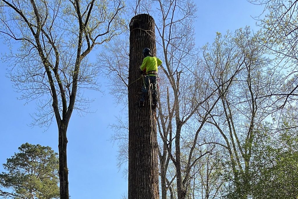Top Tree Removal Atlanta, Georgia - Green America Tree Care
