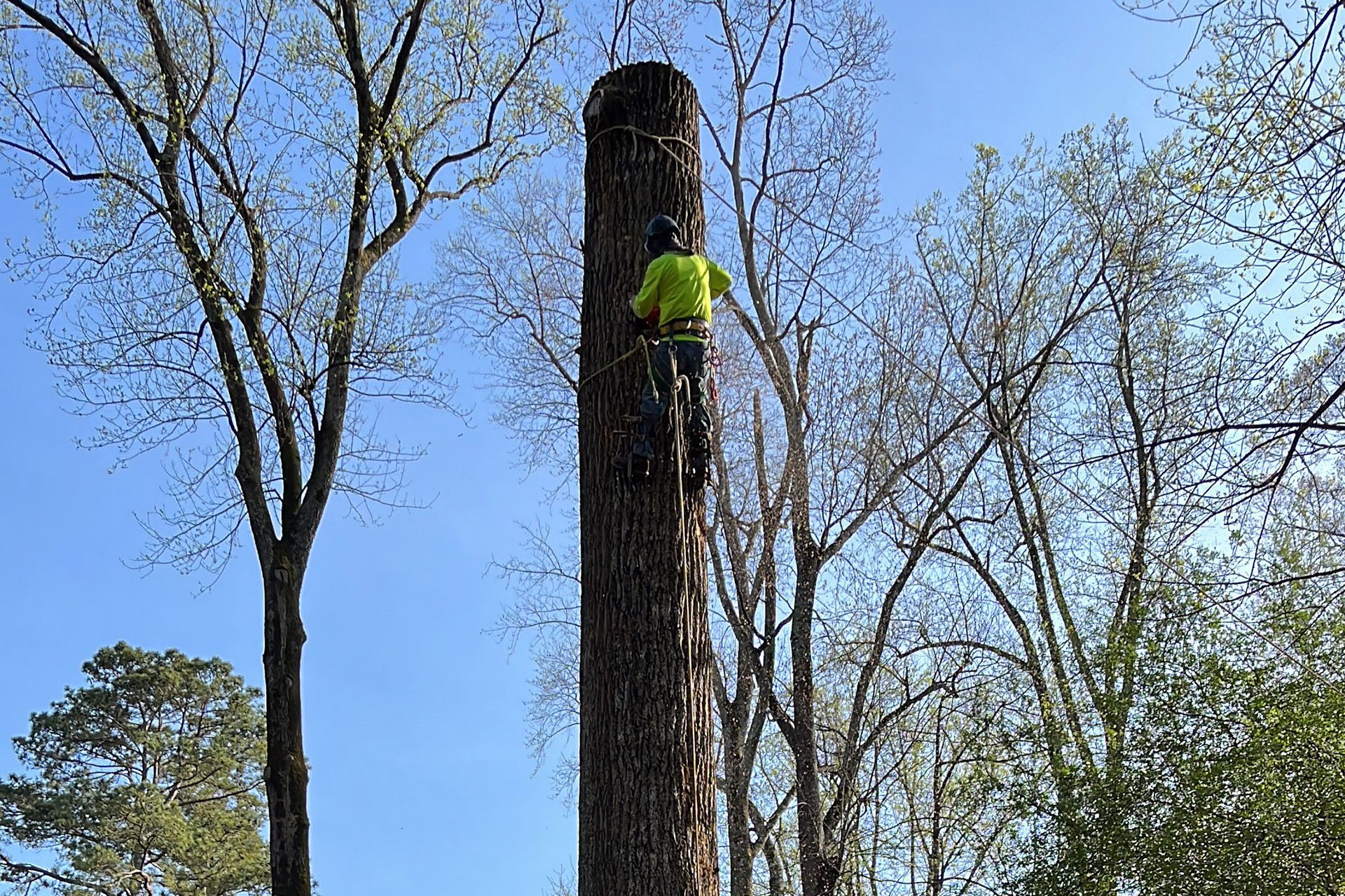 Top Tree Removal Atlanta, Georgia - Green America Tree Care