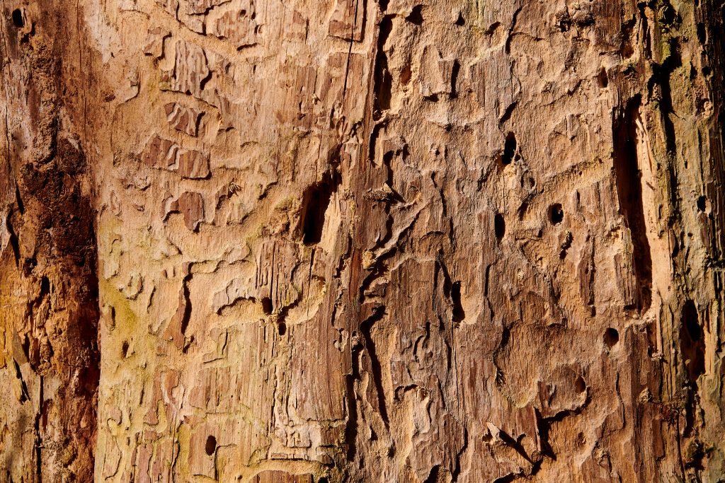 Common Insects and Issues They Cause With Trees in Atlanta, GA - Green ...