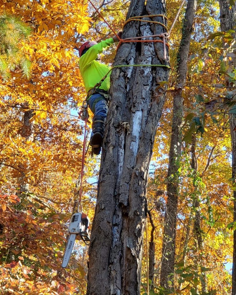 When Should You Contact a Tree Care Company? - Green America Tree Care
