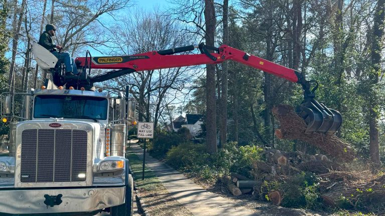 Tree Service Atlanta - (770) 560-8656 - Green America Tree Care