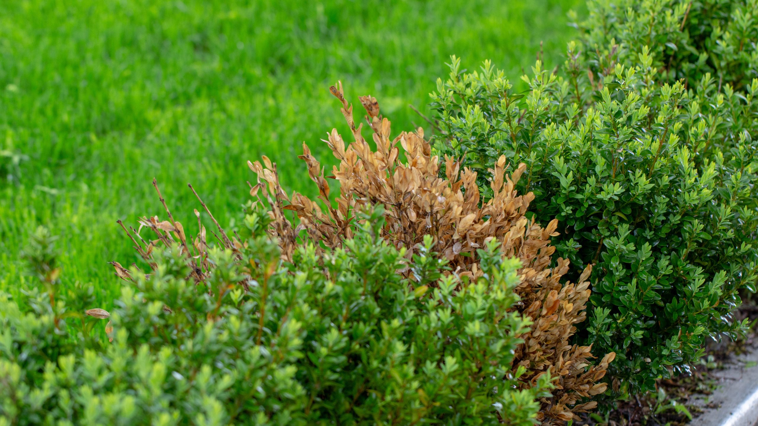 Treating Boxwood Blight in Atlanta - Green America Tree Care