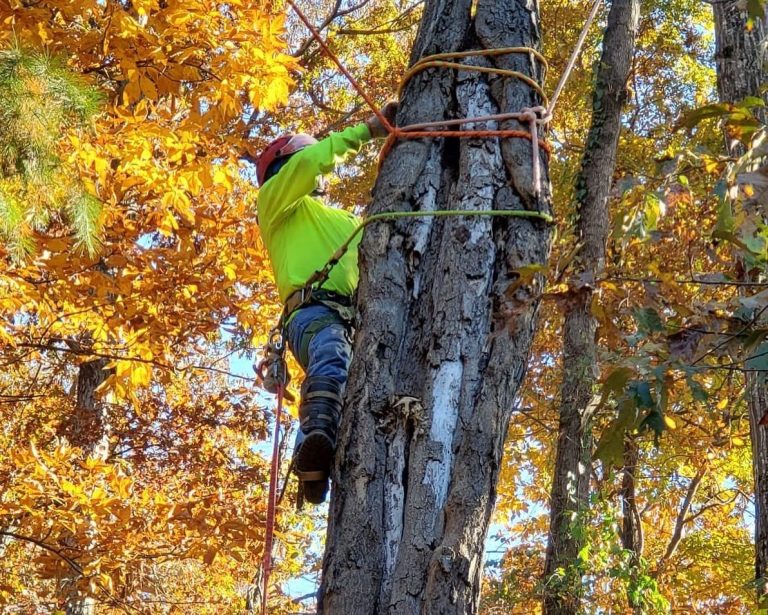 Tree Service Atlanta - (770) 560-8656 - Green America Tree Care
