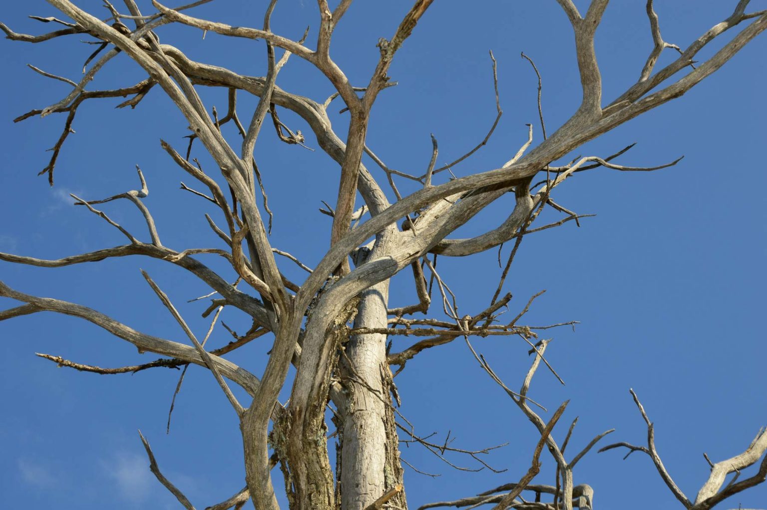 Identifying Declining Trees: A Homeowner’s Guide - Green America Tree Care